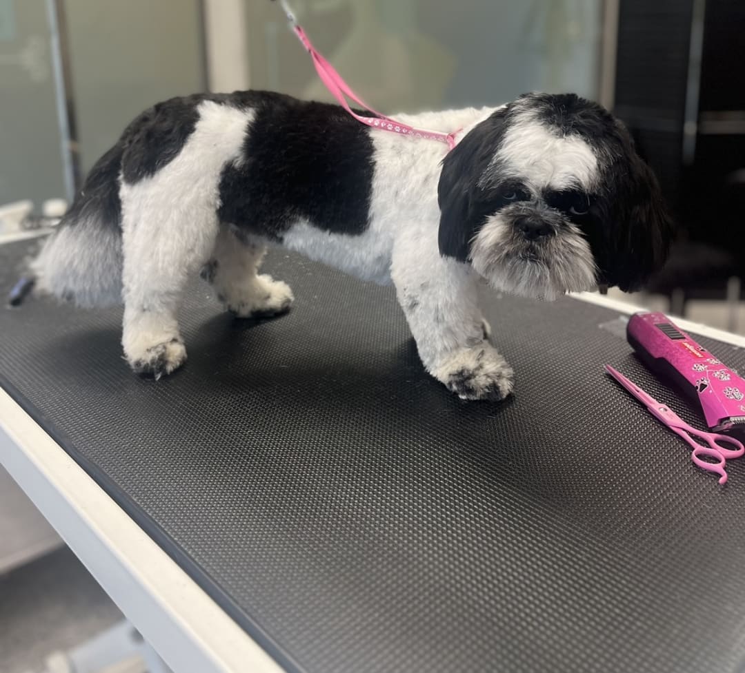 PAW BOUTIQUE Dog Salon & Spa