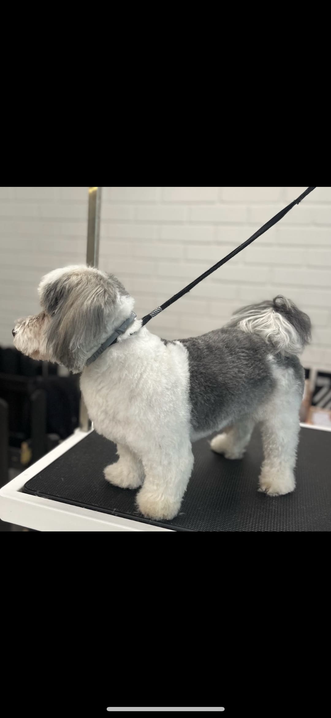 PAW BOUTIQUE Dog Salon & Spa