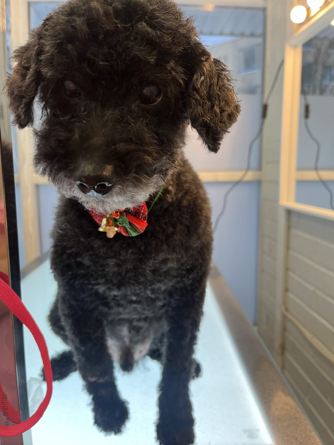 PAW BOUTIQUE Dog Salon & Spa