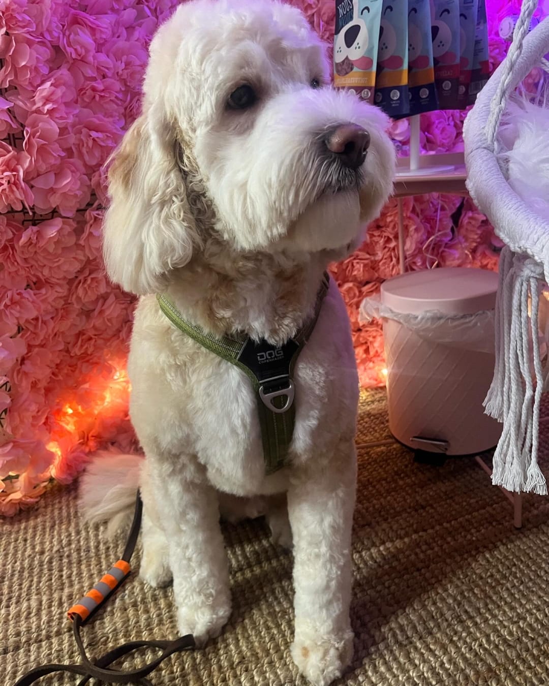 PAW BOUTIQUE Dog Salon & Spa