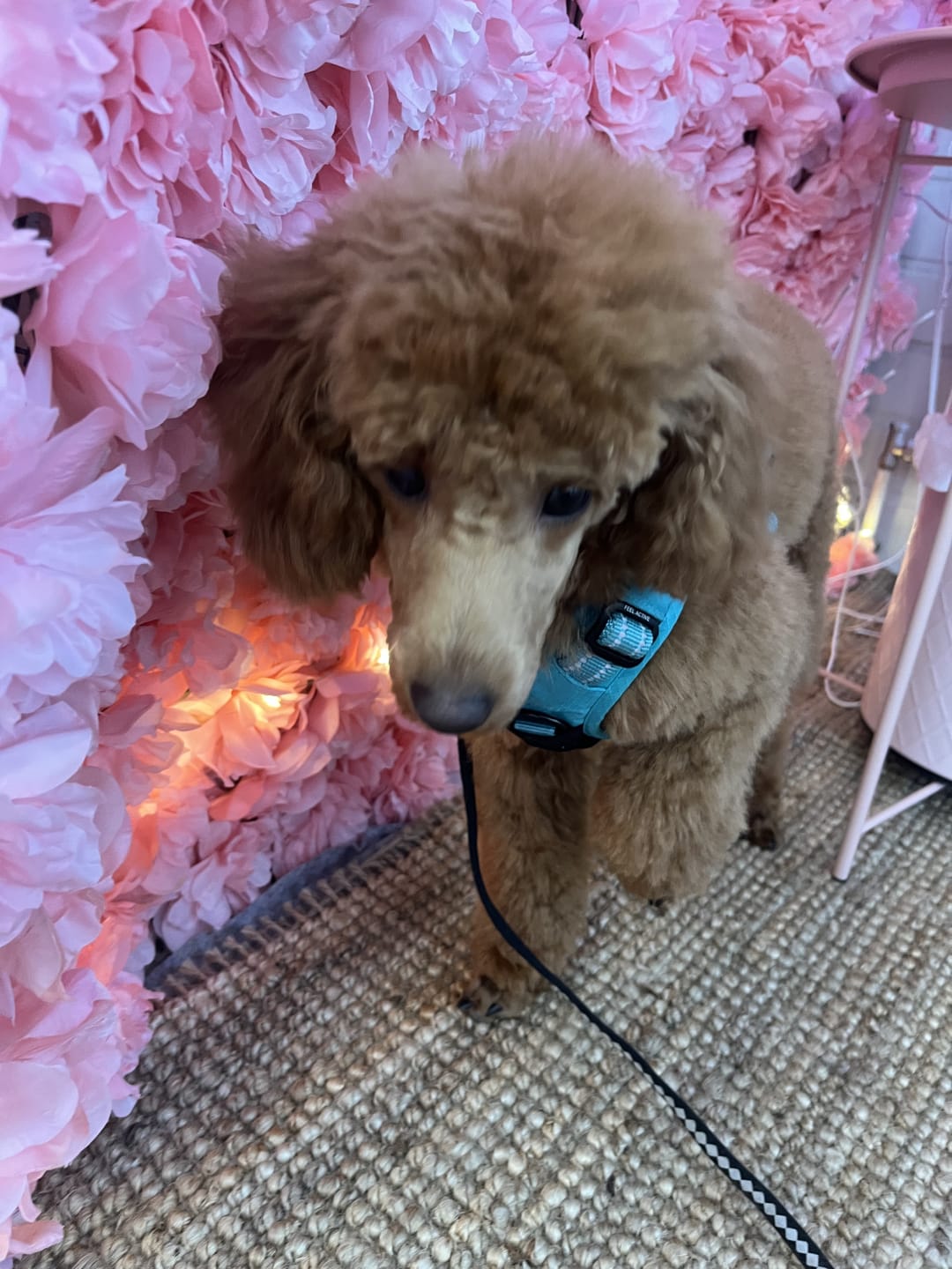PAW BOUTIQUE Dog Salon & Spa