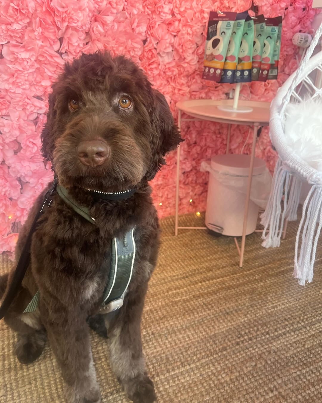 PAW BOUTIQUE Dog Salon & Spa