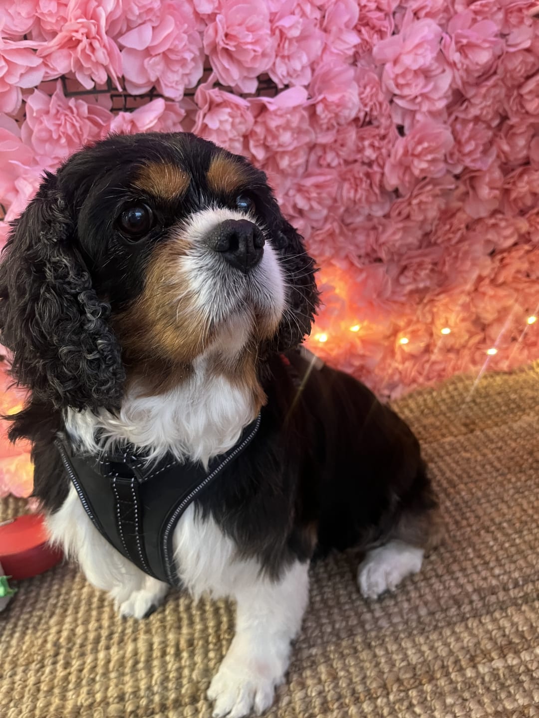 PAW BOUTIQUE Dog Salon & Spa