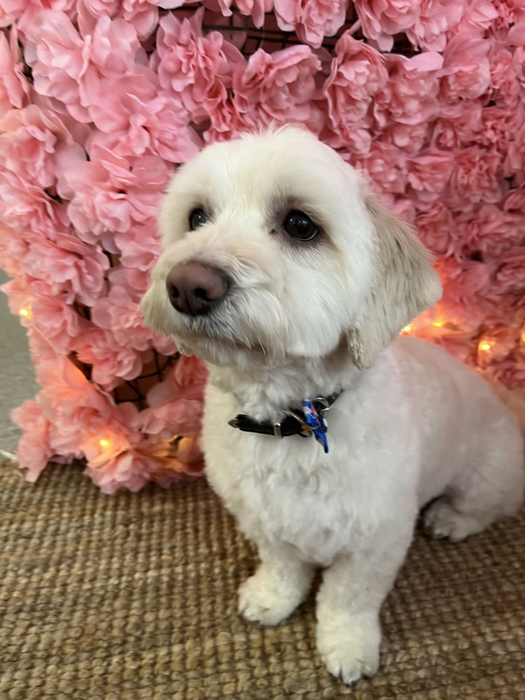 PAW BOUTIQUE Dog Salon & Spa